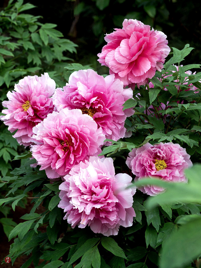 FROM THE GARDEN OF ZEN: Haru-botan (Paeonia suffruticosa）flowers in ...