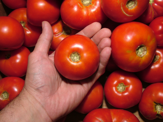 The Consummate Gardener: Florida Gardening and More: South Florida ...