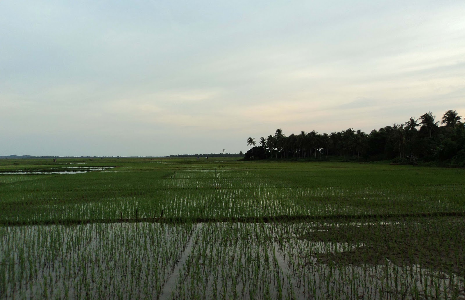 Pelaihari Ulun: Pesona Keindahan Menuju dan di Pantai Batakan Pelaihari