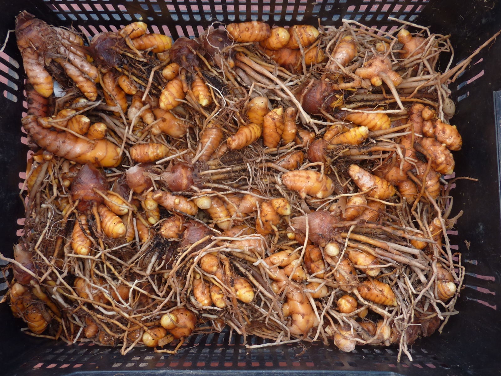 Ideas para tu Huerto: CÚRCUMA