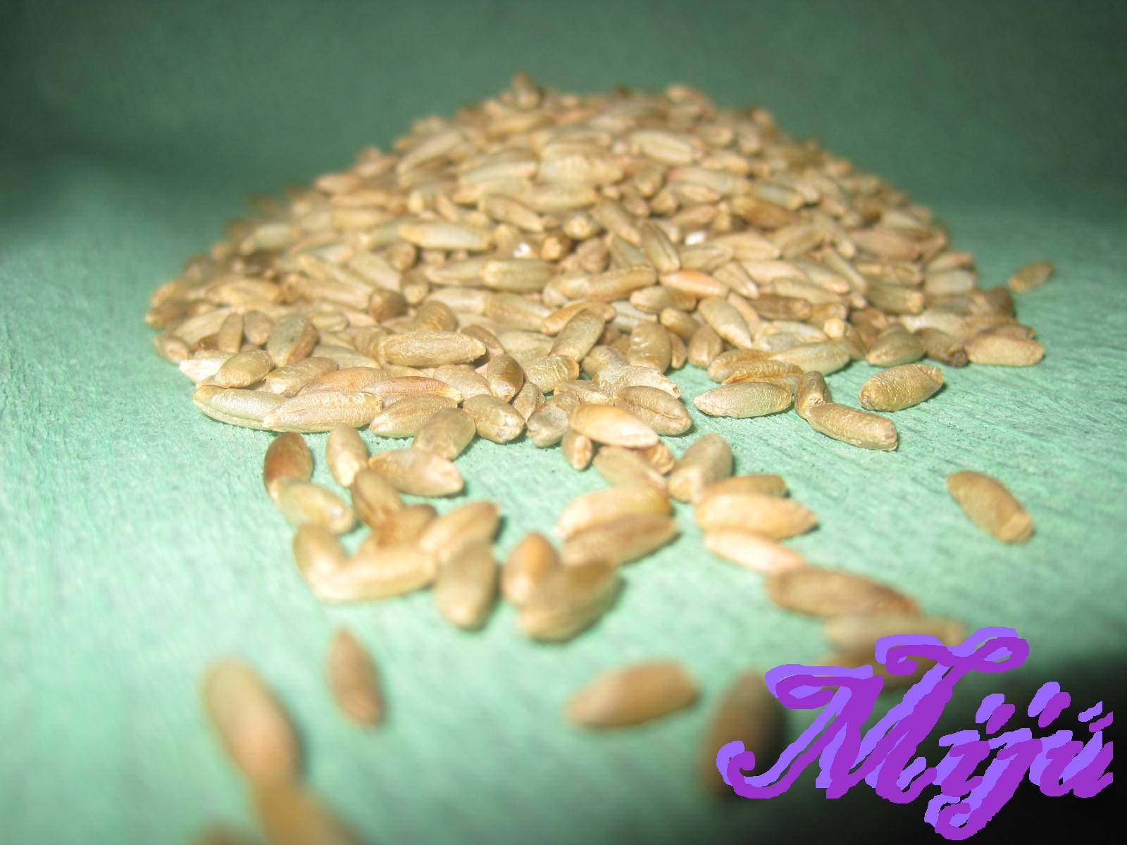 EL BOCADO DE LA HUERTA: ALTERNATIVAS