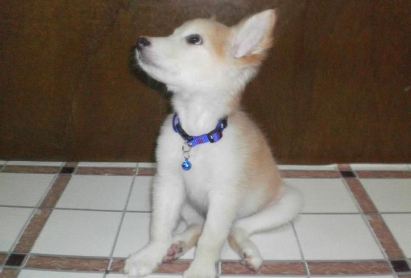 pet catalog: Labrador-Spitz