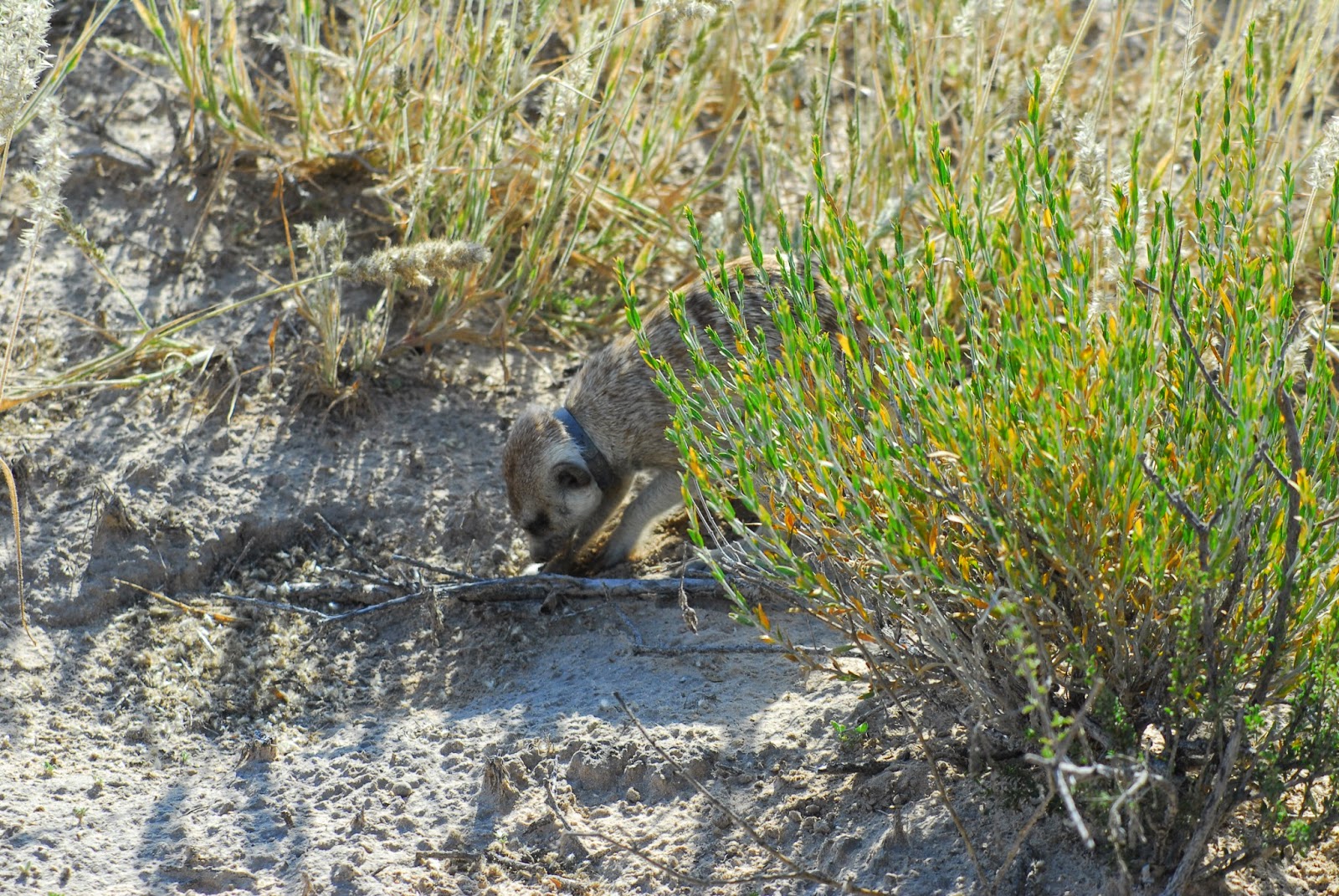 The Great Wildebeest Migration: Meerkats foraging