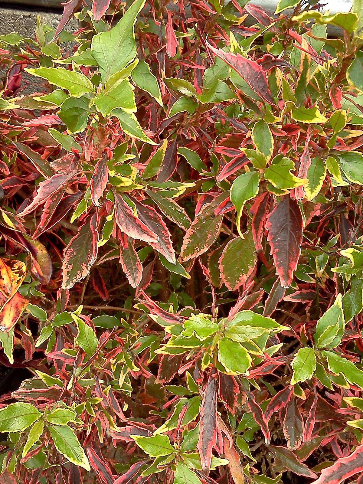Gardening South Florida Style: Fast Growing Shrubs in South Florida II