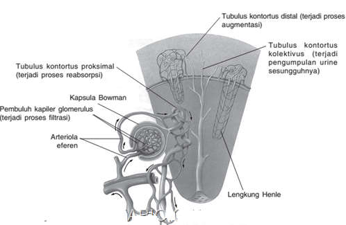 GINJAL (STRUKTUR DAN FUNGSI) ~ MATERI DAN SOAL IPA UNTUK SMA