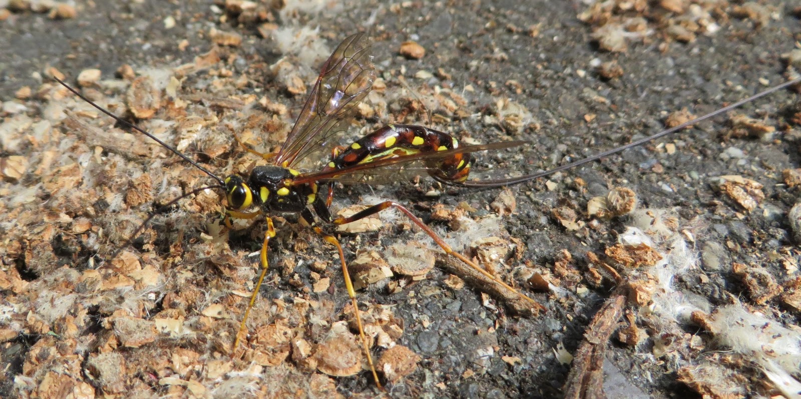 Real Everything Else: Megarhyssa nortoni - huge scary looking wasp