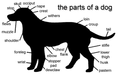 The dog in world: The part of dogs