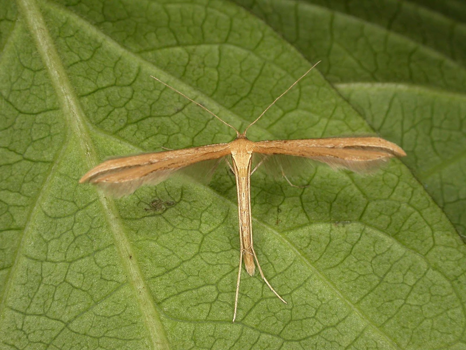 Darley Dale Wildlife: Common Plume - Emmelina monodactyla