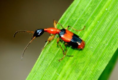 @mafachirr Side: Mengenal Soeparman, Kaum dan Predatornya