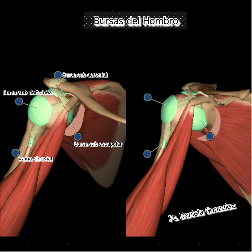 Fisioterapia para todos: Bursas