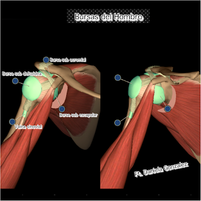 Fisioterapia para todos: Bursas
