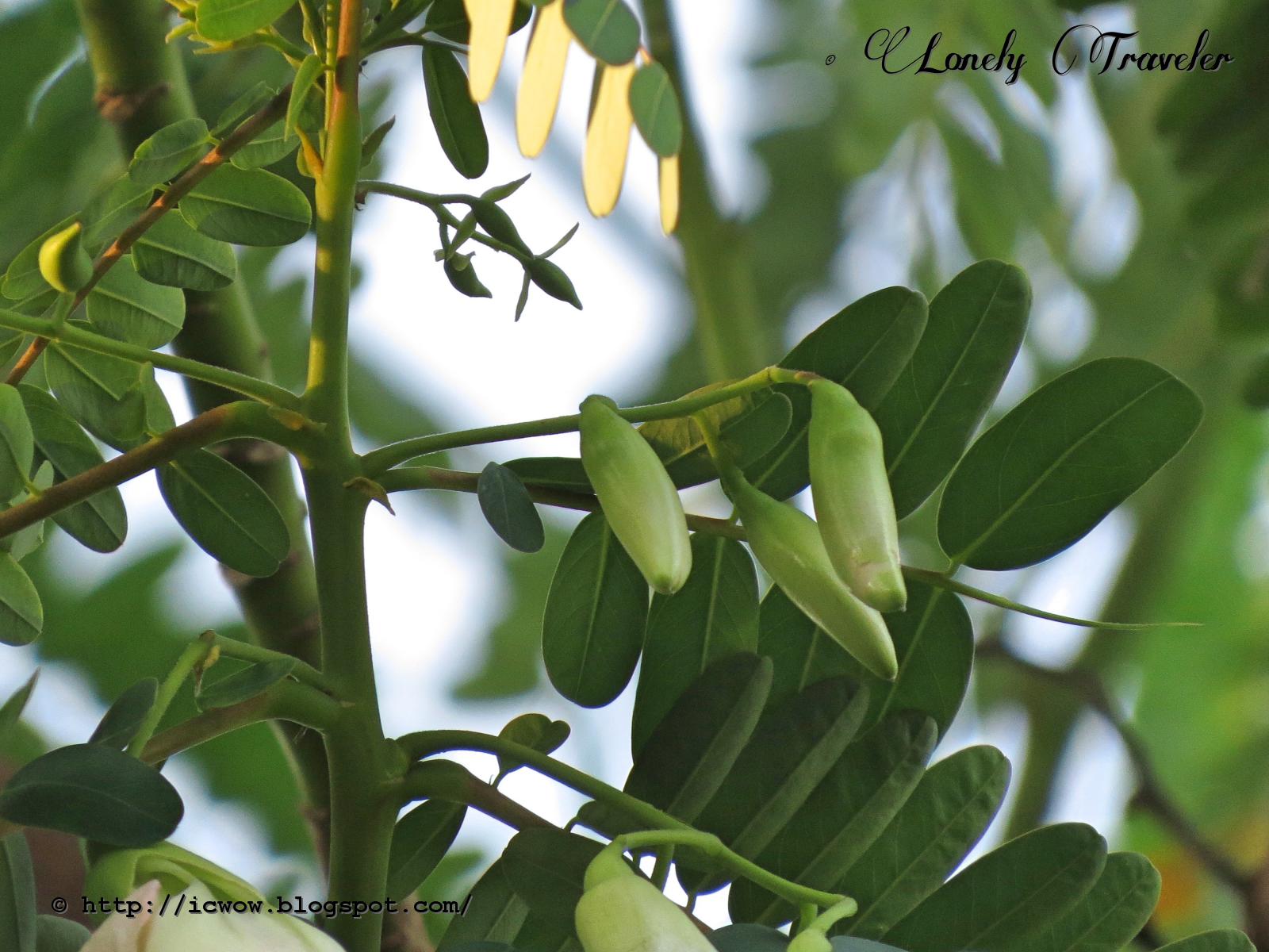 Bok Ful (বক ফুল) - Sesbania grandiflora