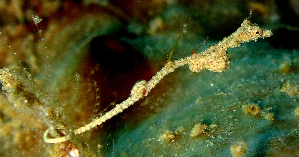 Real Monstrosities: Pygmy Pipehorse