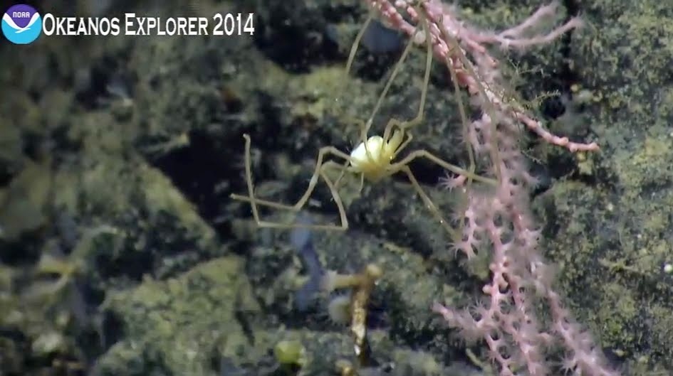 The Echinoblog: A panoply of Pycnogonid (sea spider) biology from the ...