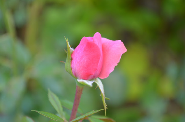 Jurnal de gradina: Flori de August