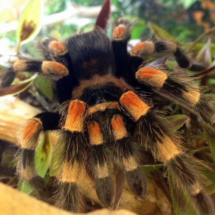 Caressheet Brachypelma Smithi ~ Tarantula Lover