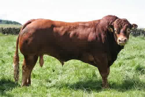 GAMBAR SAPI LIMOUSINE / SAPI LIMOSIN 2 | GAMBAR SAPI