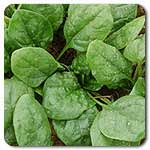 The Gardening Me: Experimenting with Spinach