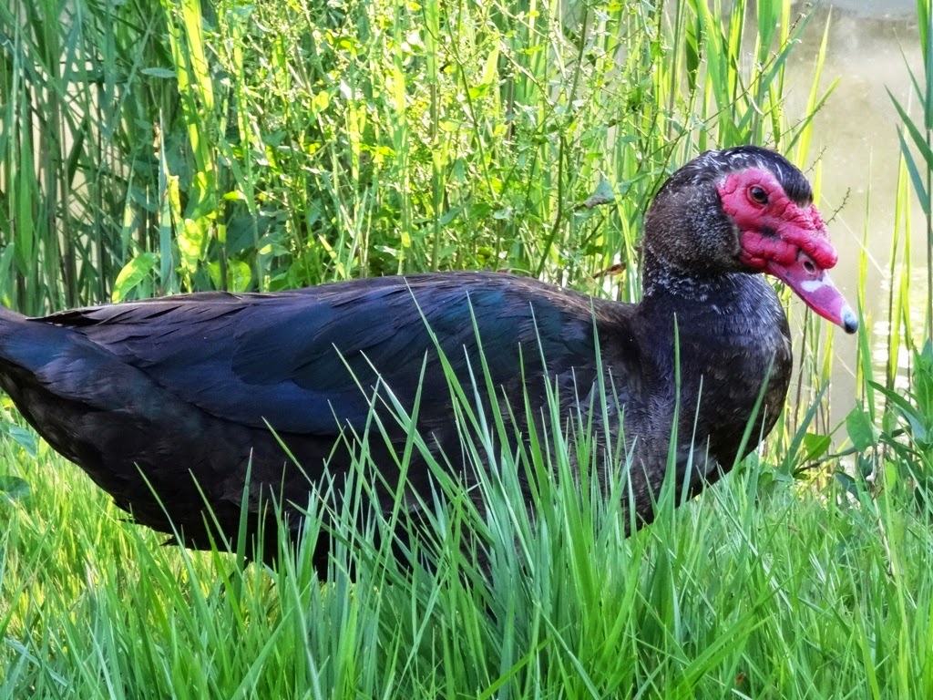 Mis experiencias mis imágenes: Pato criollo. (Cairina moschata)