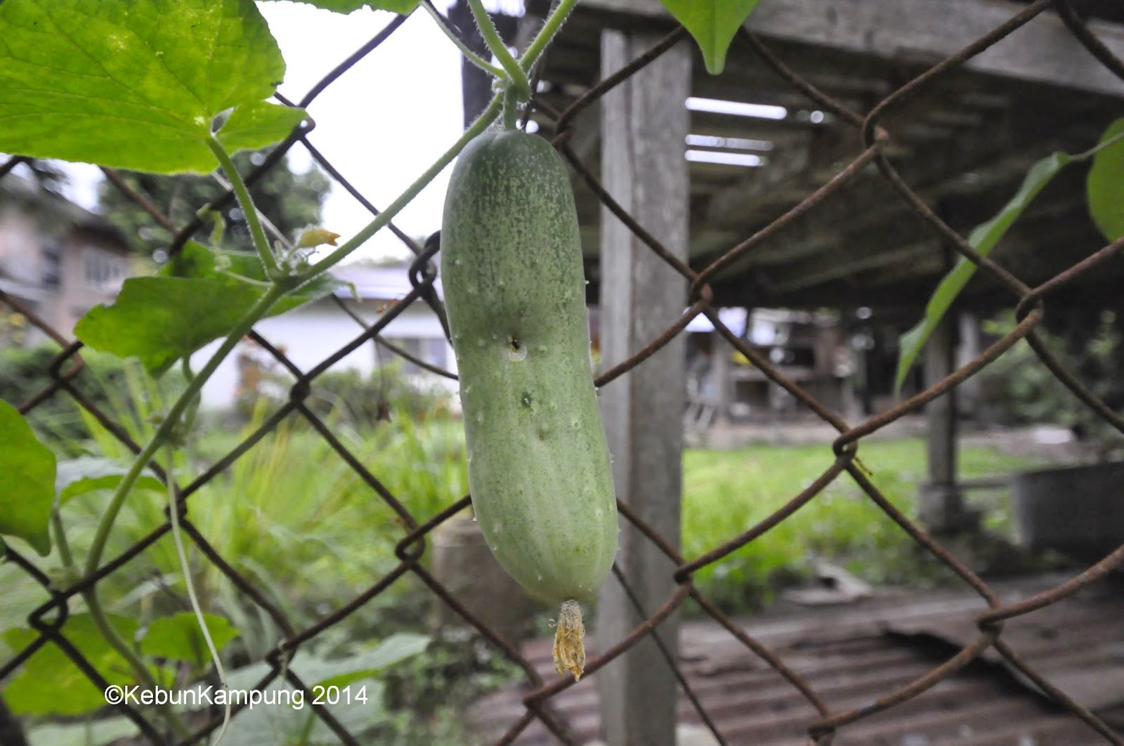 perkembangan kebun kampung 12 Oktober 2014: perkembangan timun, labu ...