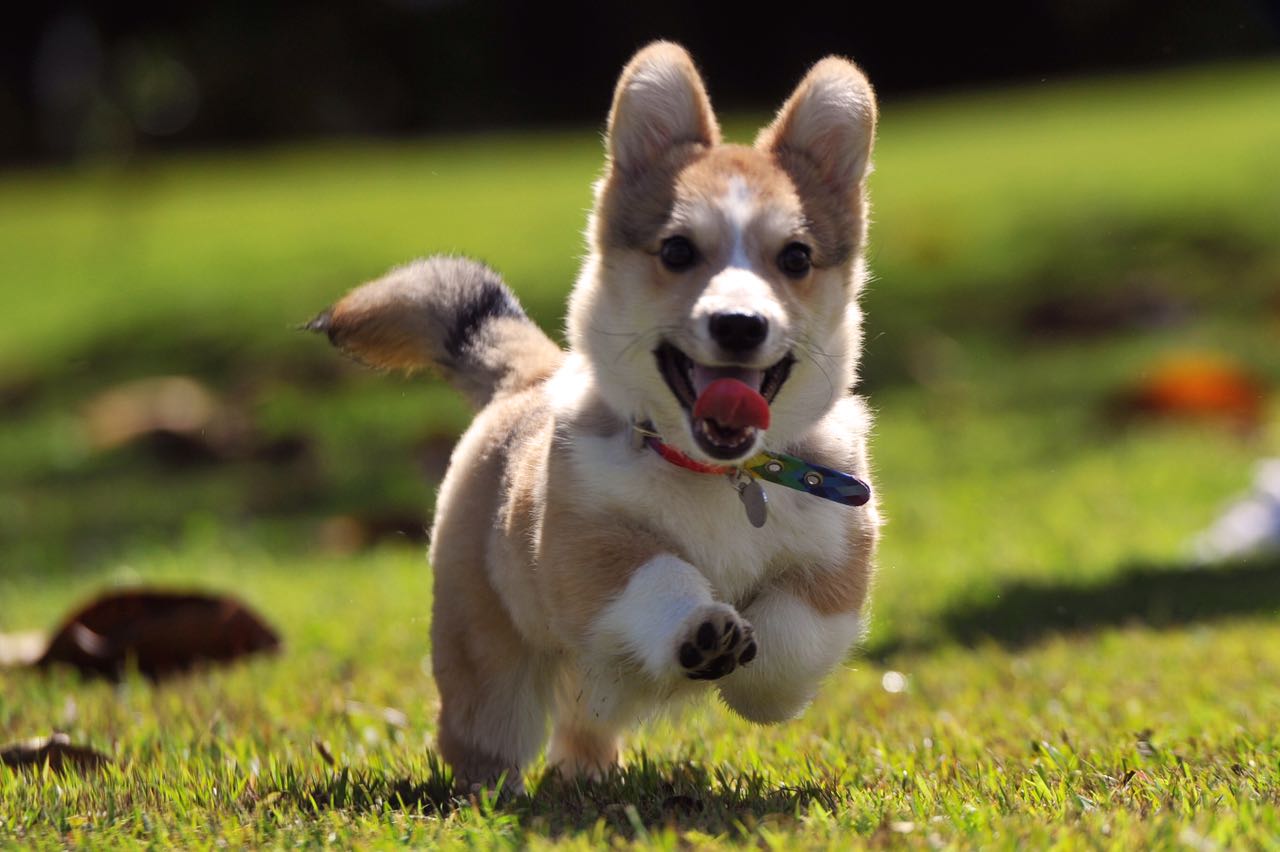 Cachorros Welsh Corgi Pembroke