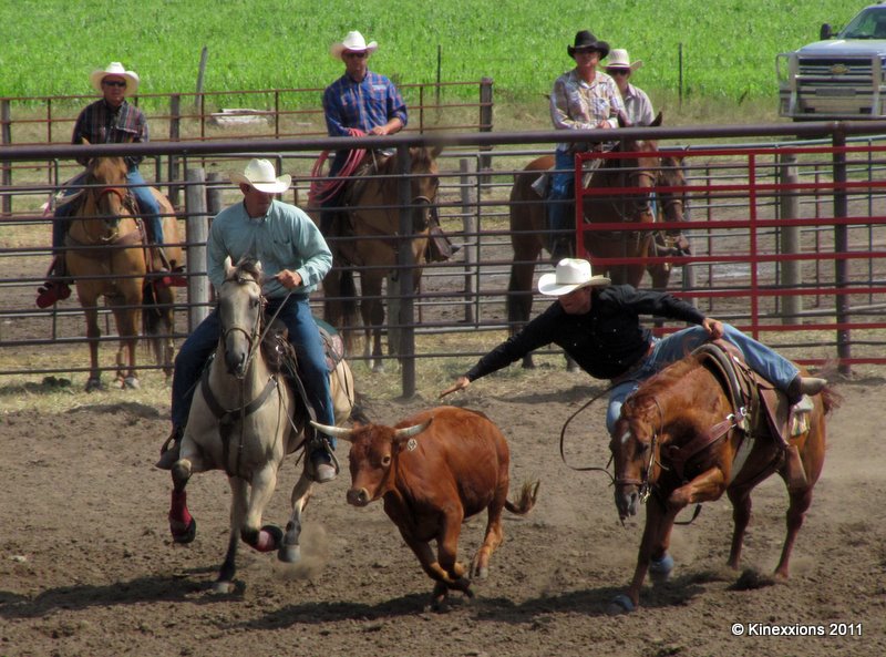 kinexxions: Roe-Dee-Oh :: Steer Wrestling