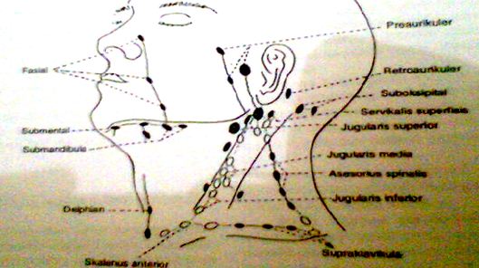 Dr Herry Setya Yudha Utama SpB. FInaCS. MHKes. ICS: TUMOR COLLI ...