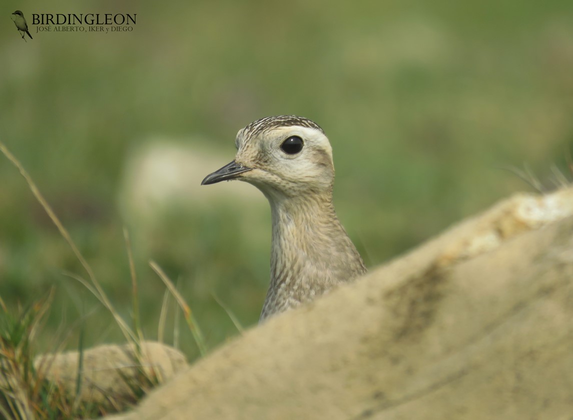 BIRDINGLEON: 3 especies de CHORLITOS en Cariño (Galicia)