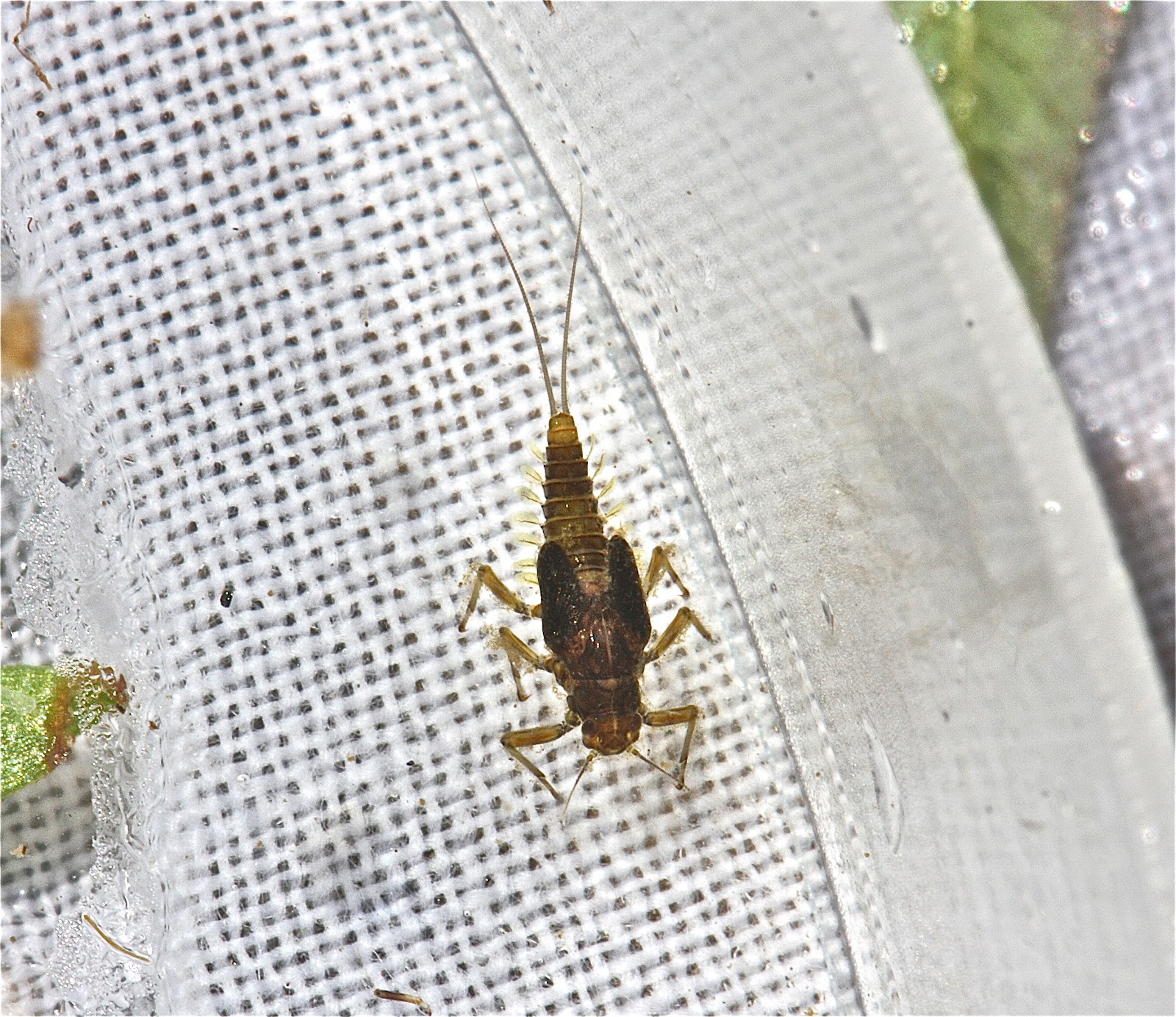 Aquatic Insects of Central Virginia: EPT Species List for Central ...