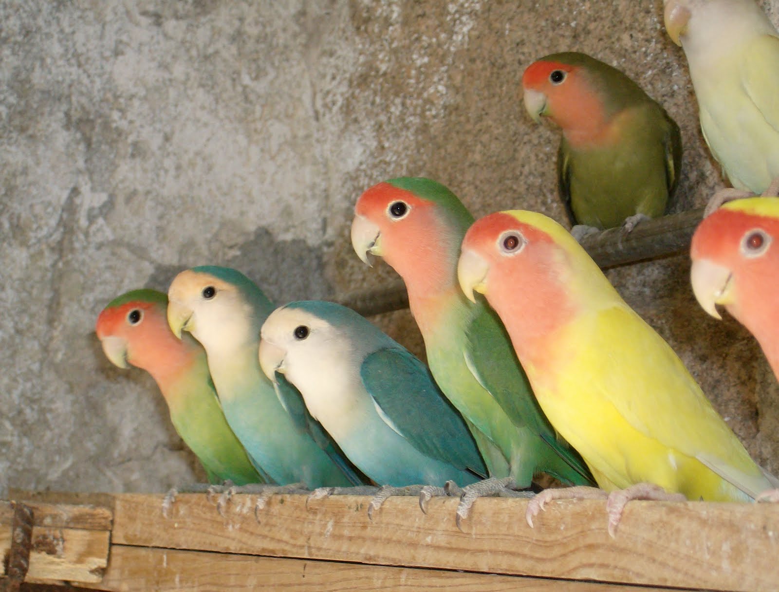 AVES MÁXIMO: Agapornis Roseicollis 2011