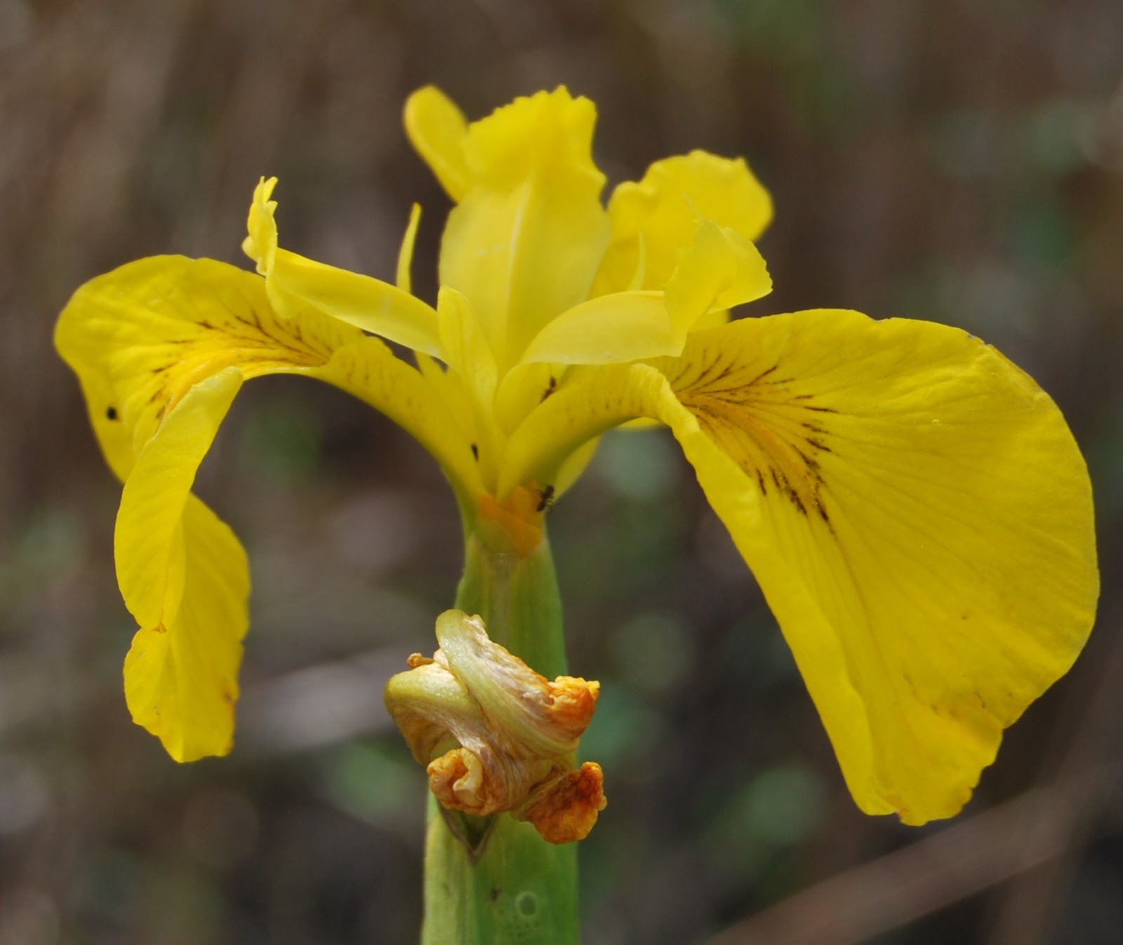 Los Colores de Motril: LIRIO AMARILLO (SILVESTRE)