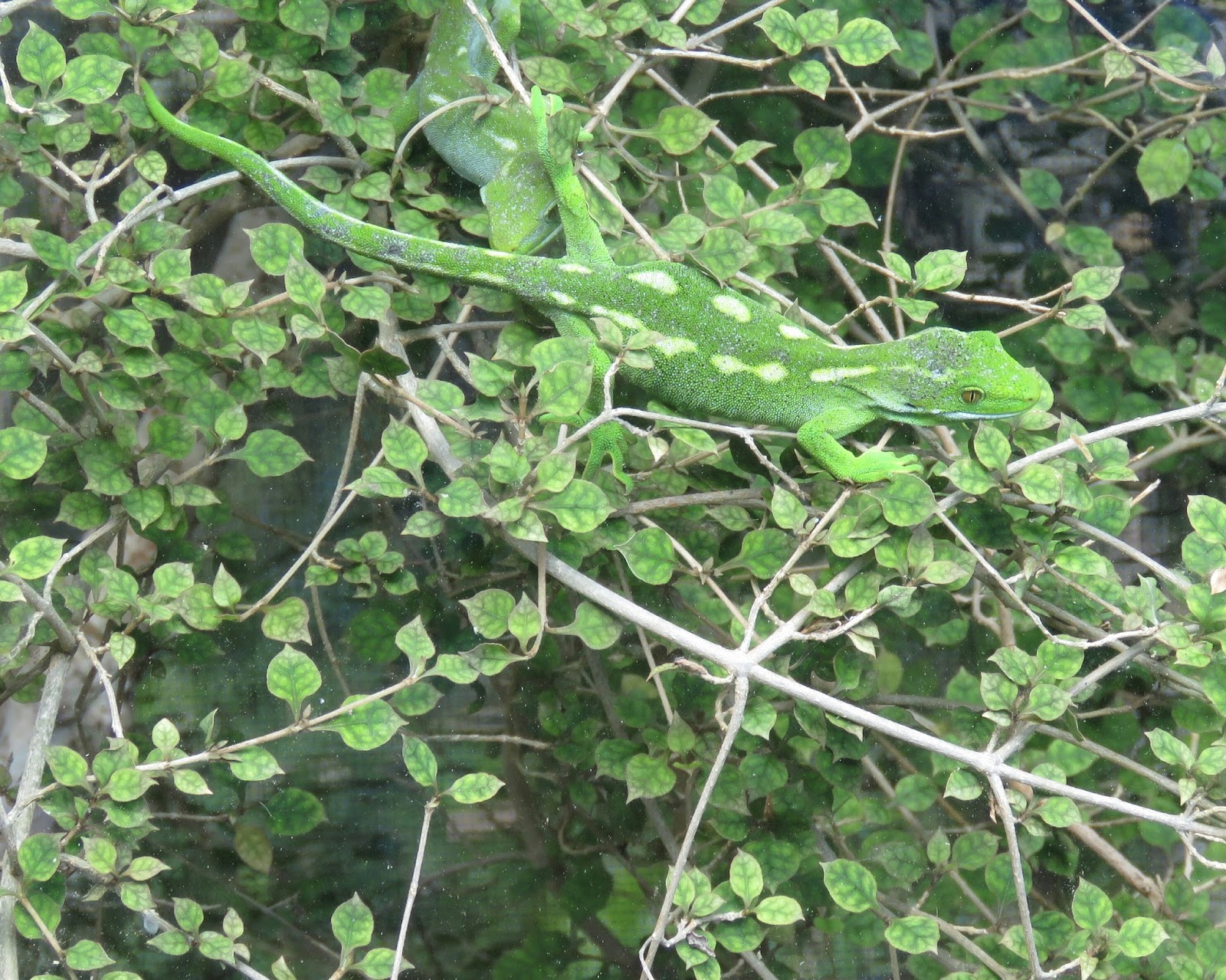 Bird & Travel Photos, Birding Sites, Bird Information: WELLINGTON GREEN ...