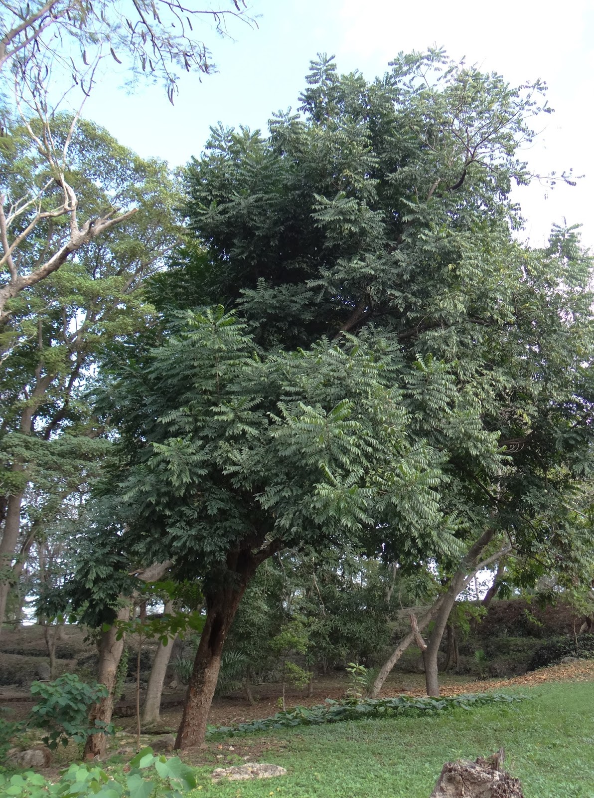 molave tree - philippin news collections