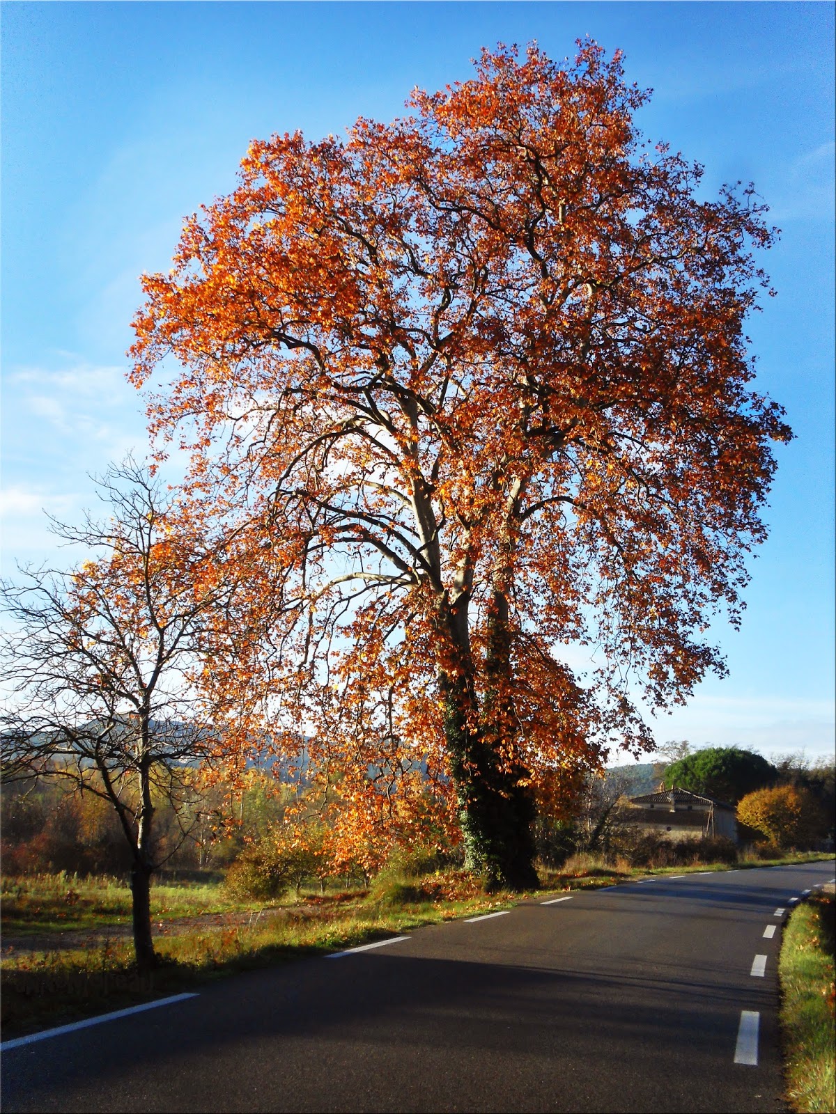 Anne MOREAU: Platane d'automne