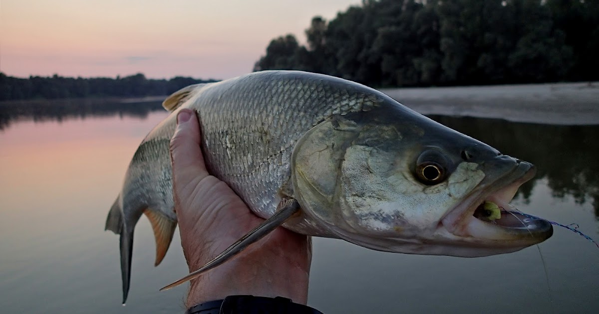 Ragadozó halak horgászata
