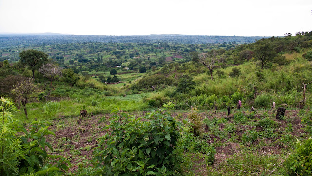 Tree Travels: Hoima, Uganda