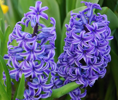 Flowers Of The World: The Common Knowledge About Hyacinth Flowers