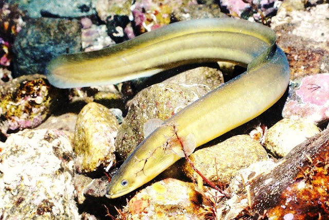 La Anguila Común