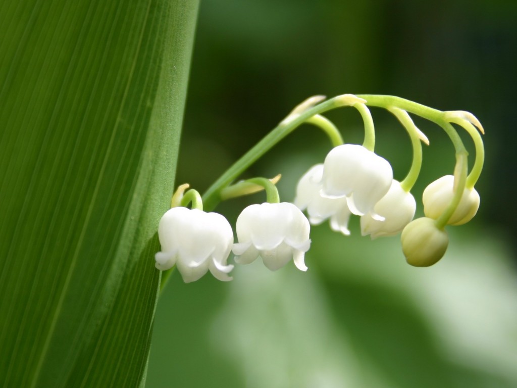 Maprox HD: 20 Beautiful Flowers Wallpapers ... Maprox HD: 20 Beautiful Flowers Wallpapers ...