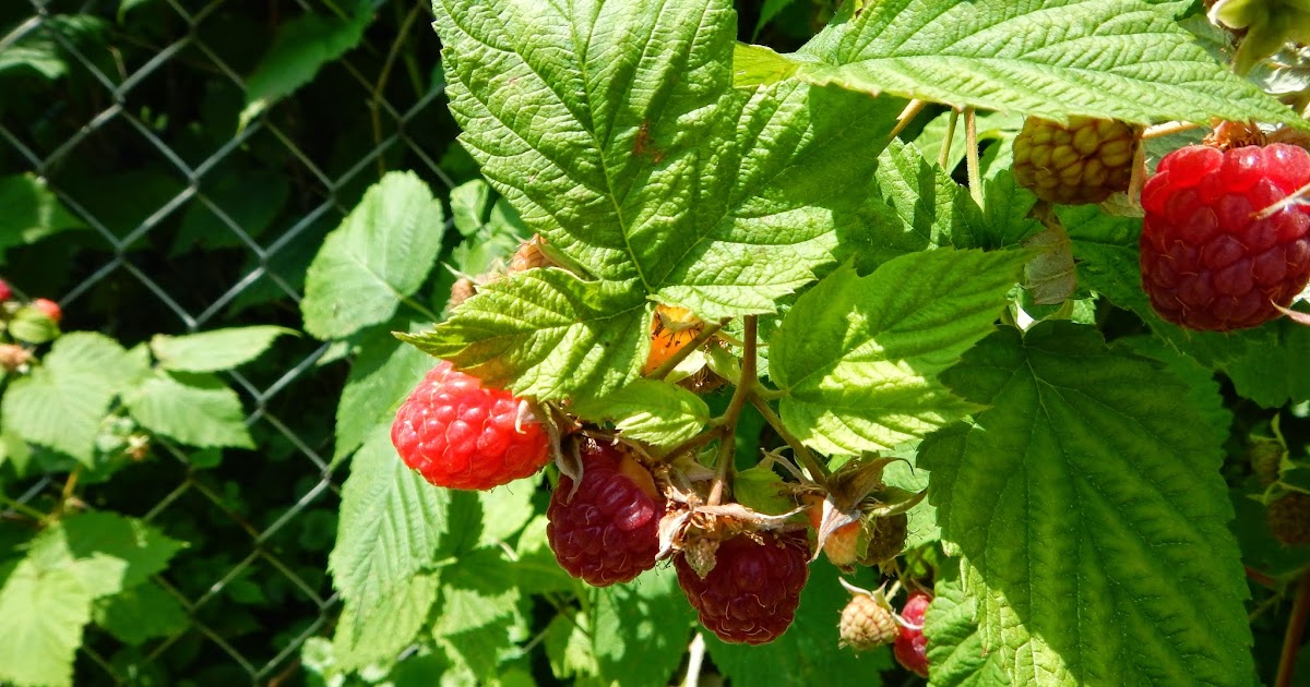 Day by Day Homesteading: The Art of Creating Resiliency, One Day at a ...