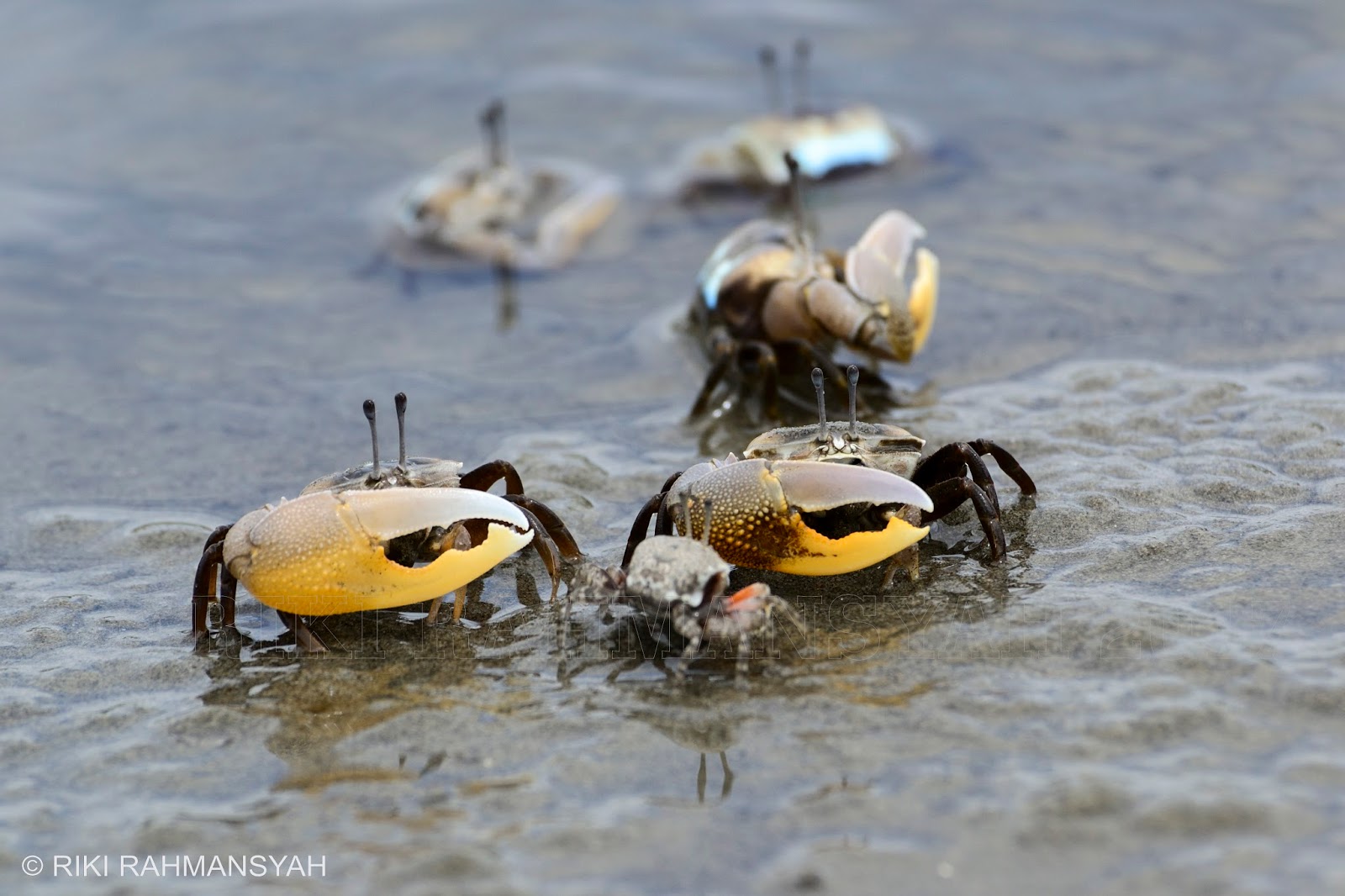 Kepiting Biola (Uca spp)