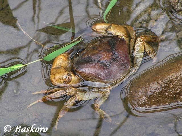 Variety of Life: Parathelphusidae