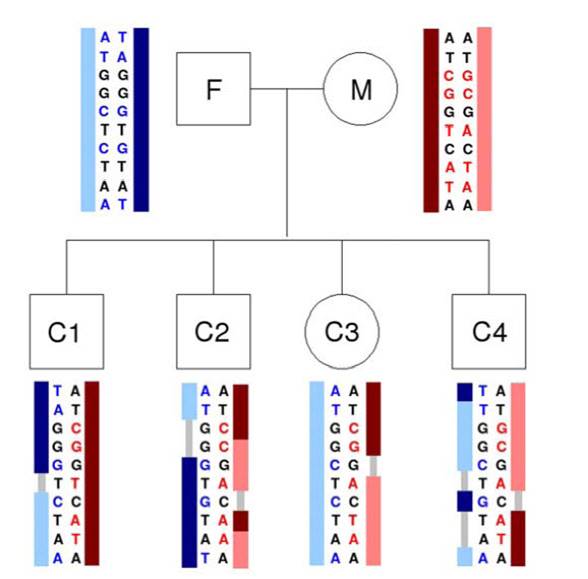 The Ultimate Family Historians: Getting more from Family Tree DNA ...