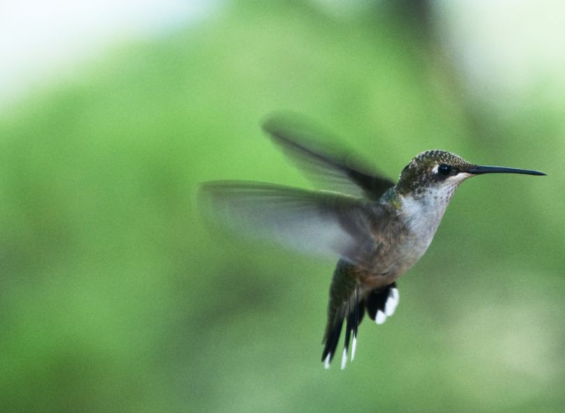 Teratology: Native Birds of Cape Cod