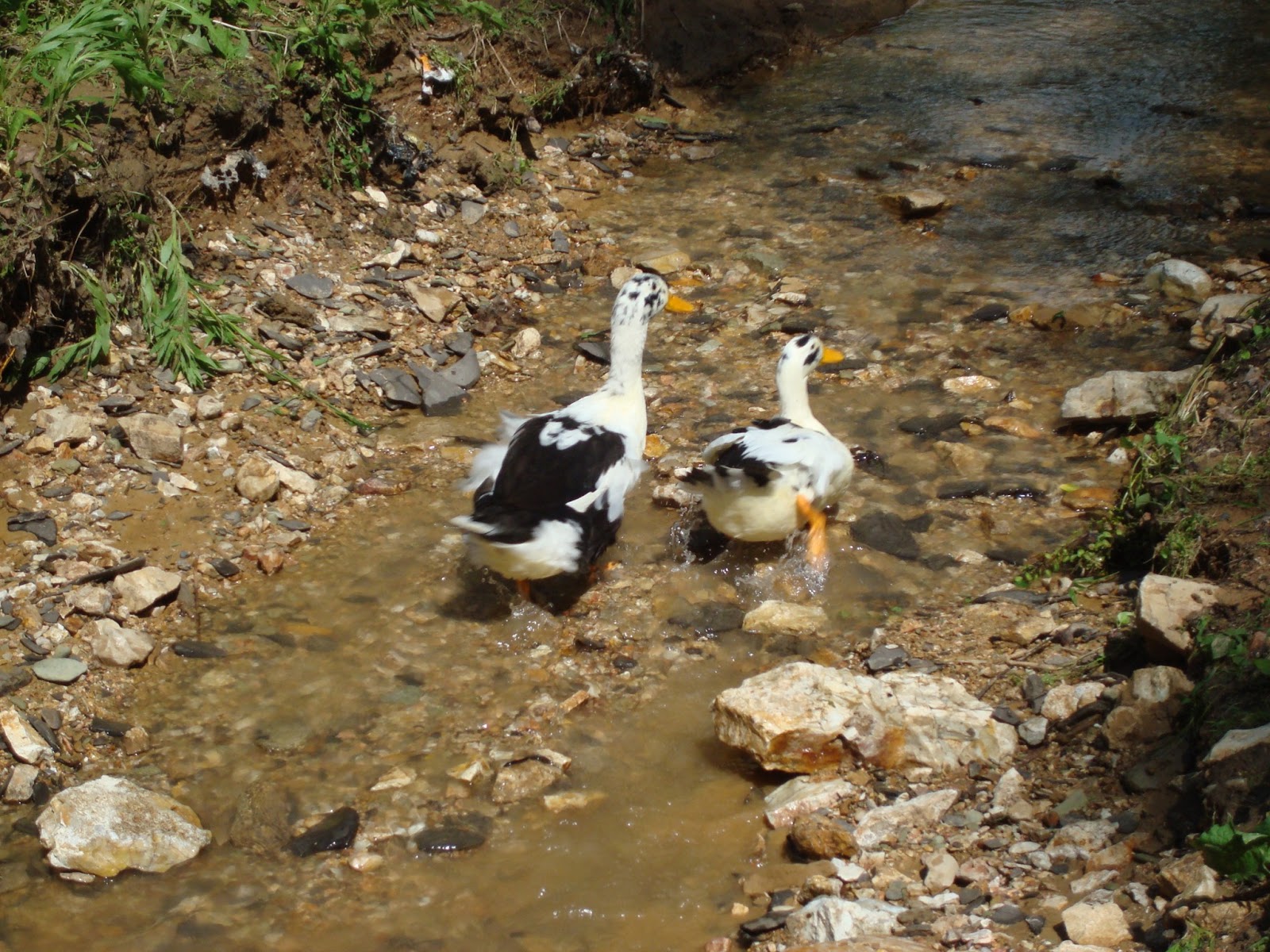 Animal Lover: Ducks Playing In The Creek