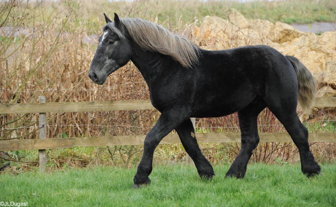 Percheron International: Le Fabuleux Destin De...