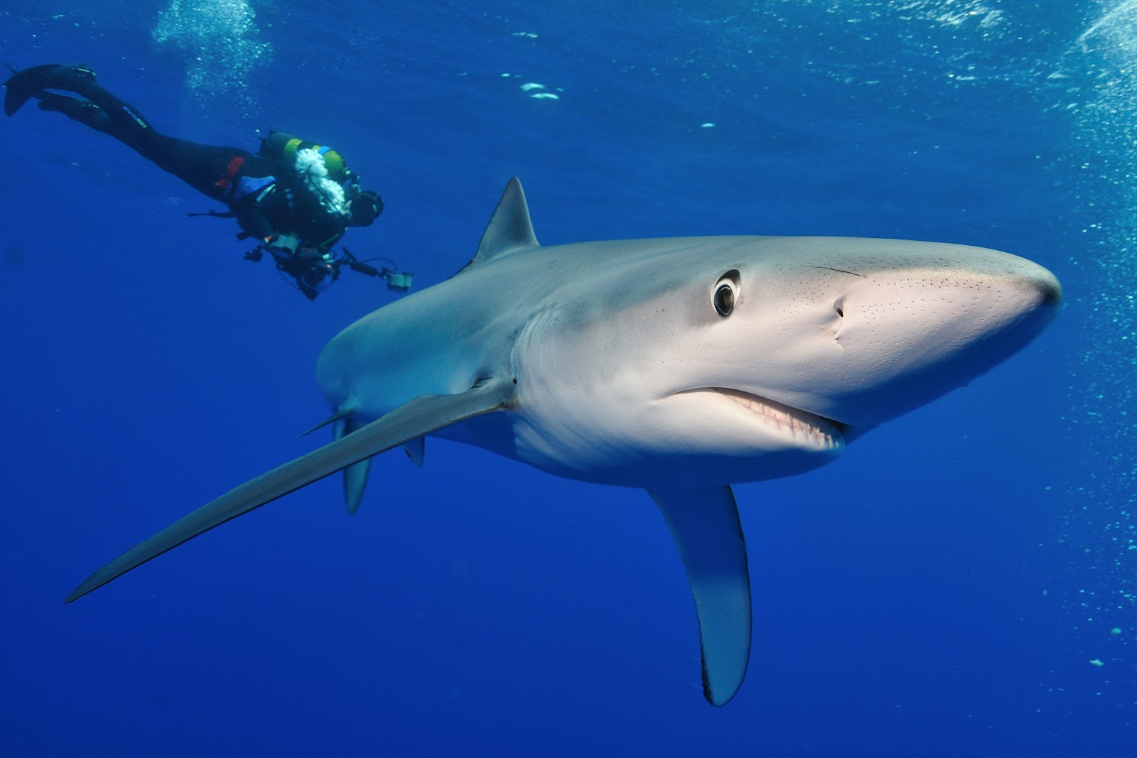 cardigoso: Tubarões