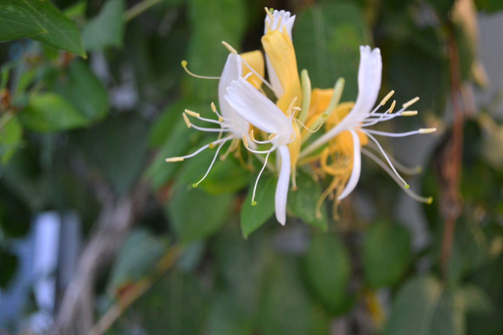 Heart of Gold: Greece Through it's Flowers