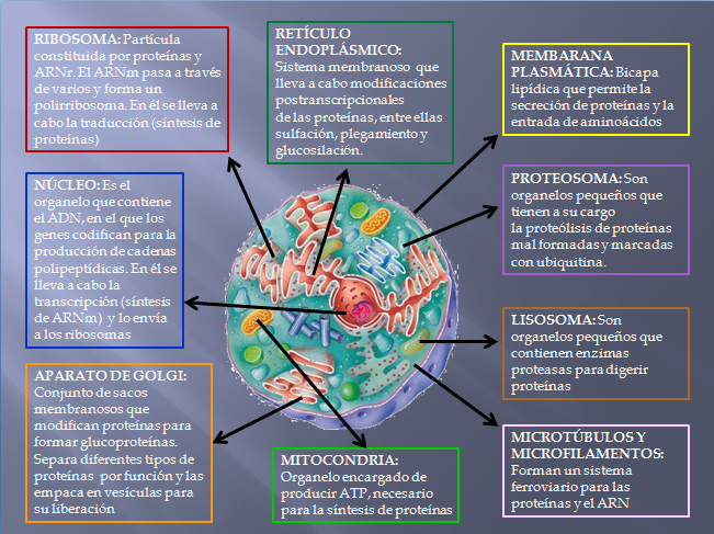 Organelos Y Sus Funciones