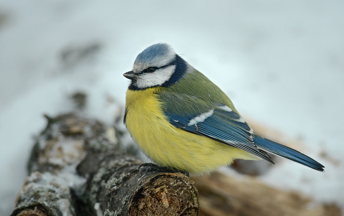 przyroda wokół mnie: sikory mieszańce
